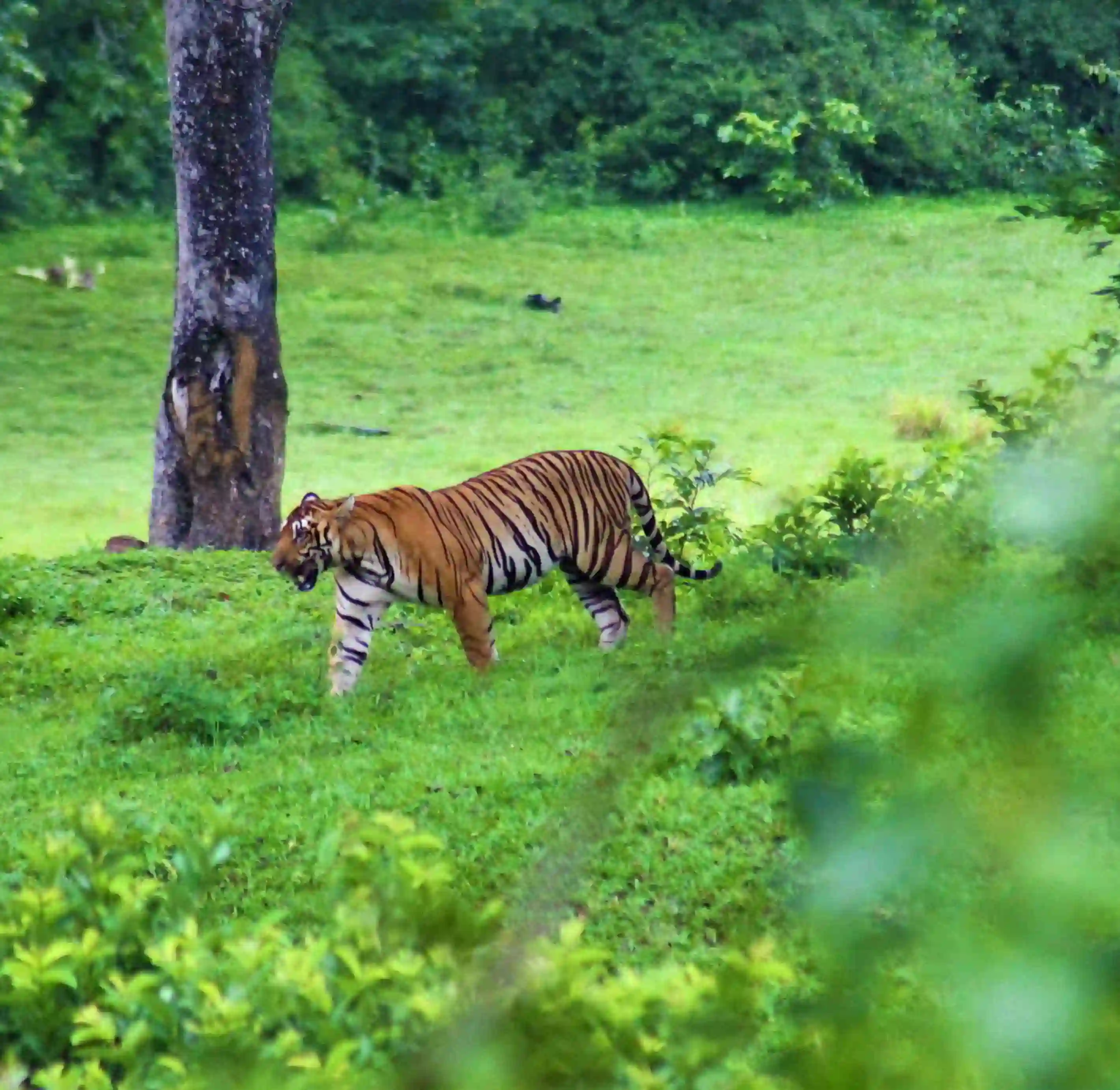Wayanad Wildlife Sanctuary | Official Website of Wayanad Wildlife ...