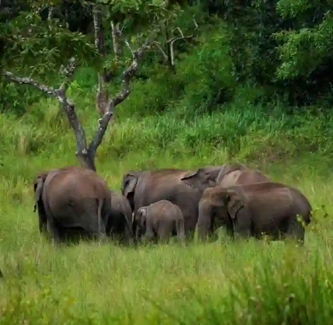 Wayanad Wildlife Sanctuary | Official Website of Wayanad Wildlife ...