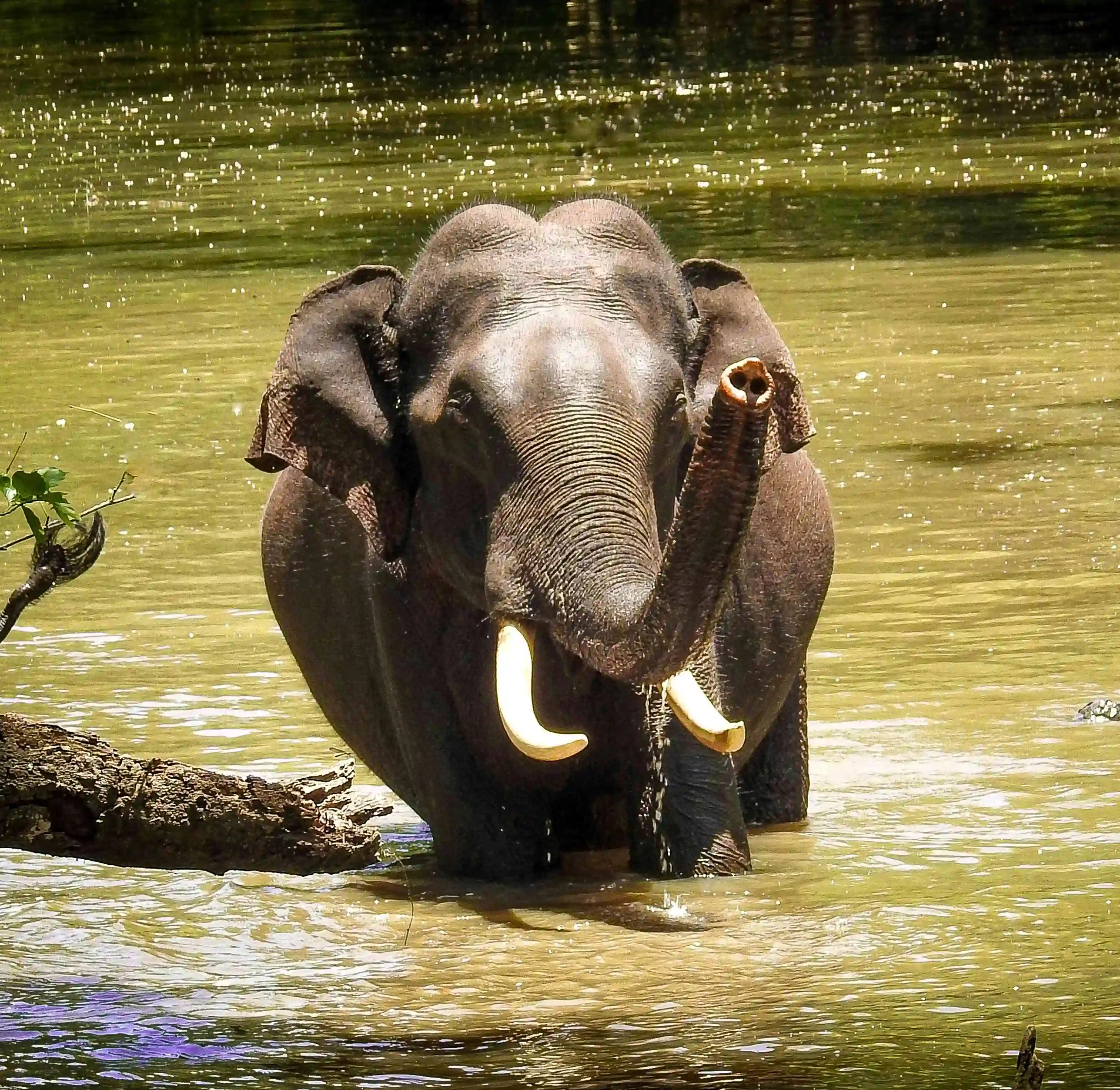 Wayanad Wildlife Sanctuary | Official Website of Wayanad Wildlife ...