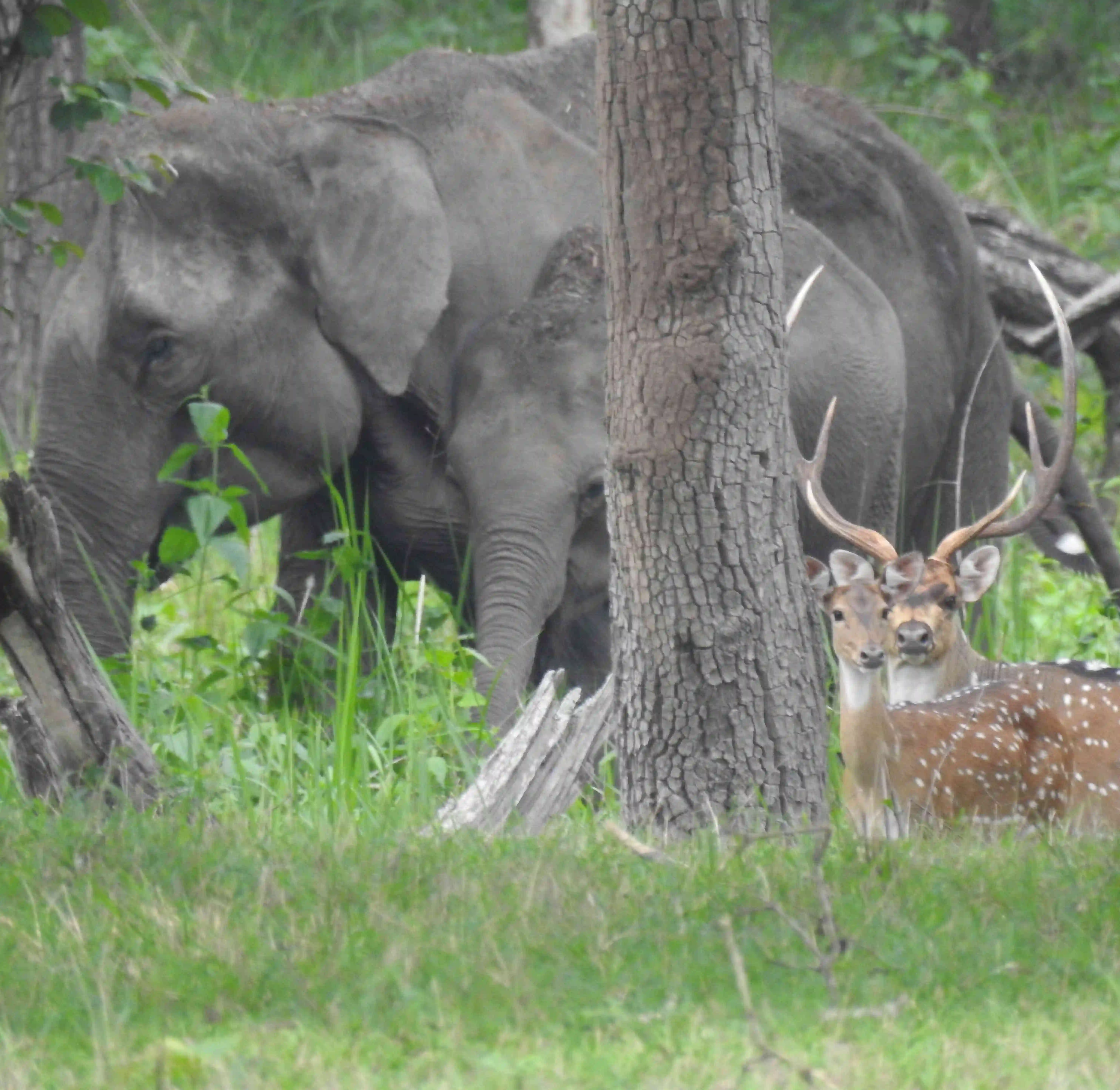 Wayanad Wildlife Sanctuary | Official Website of Wayanad Wildlife ...
