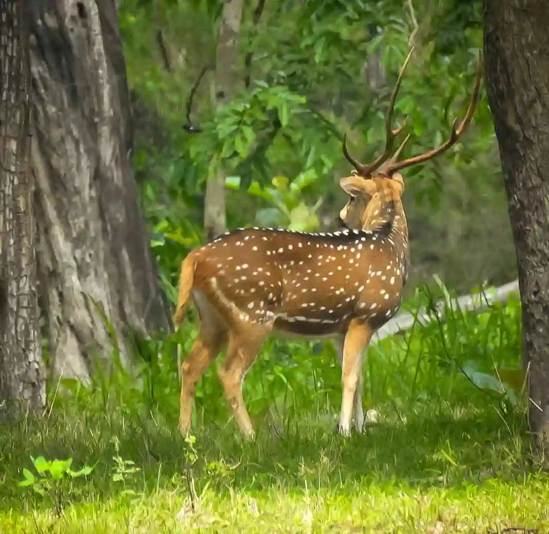 Wayanad Wildlife Sanctuary | Official Website of Wayanad Wildlife ...
