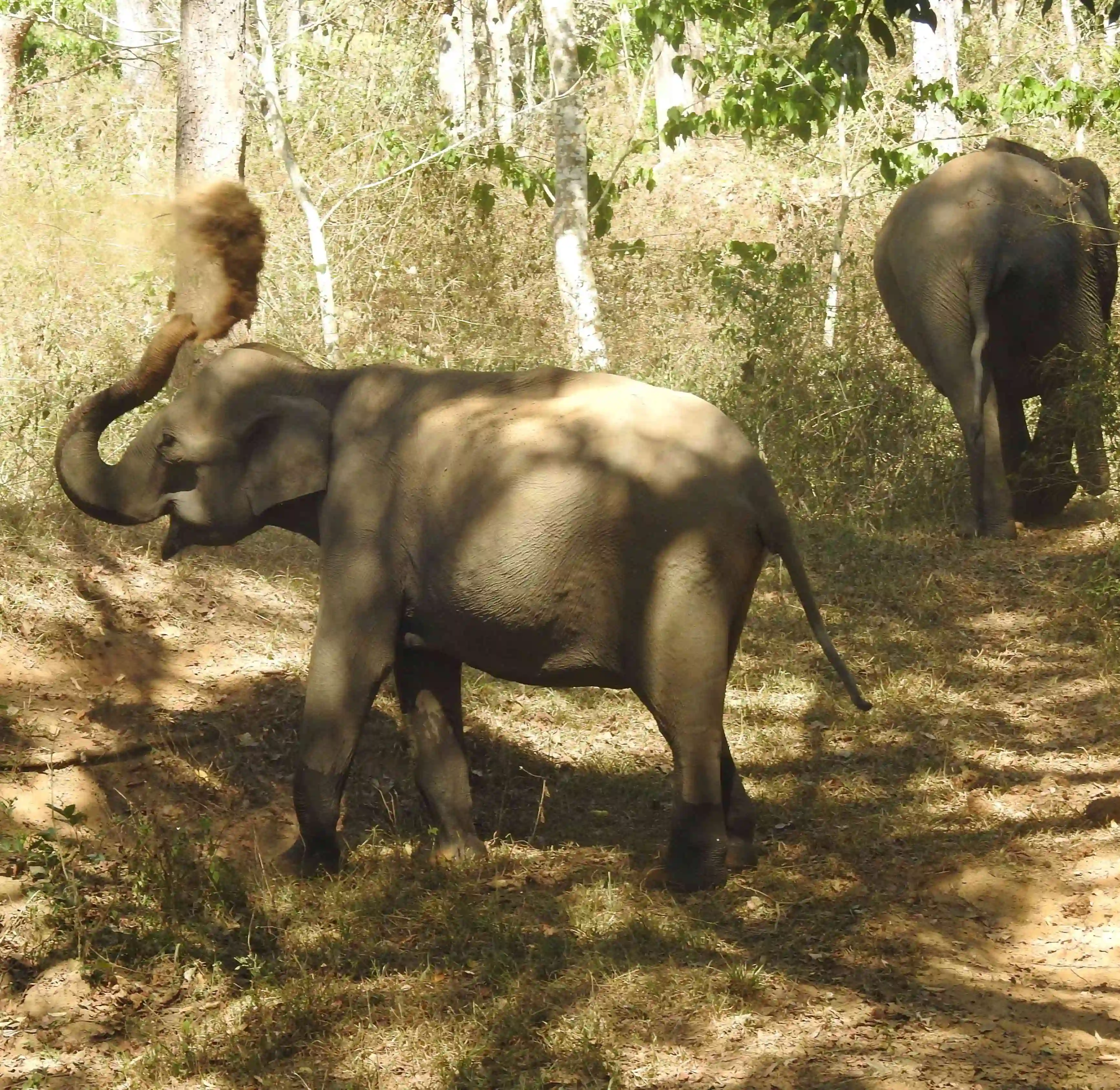 Wayanad Wildlife Sanctuary | Official Website of Wayanad Wildlife ...