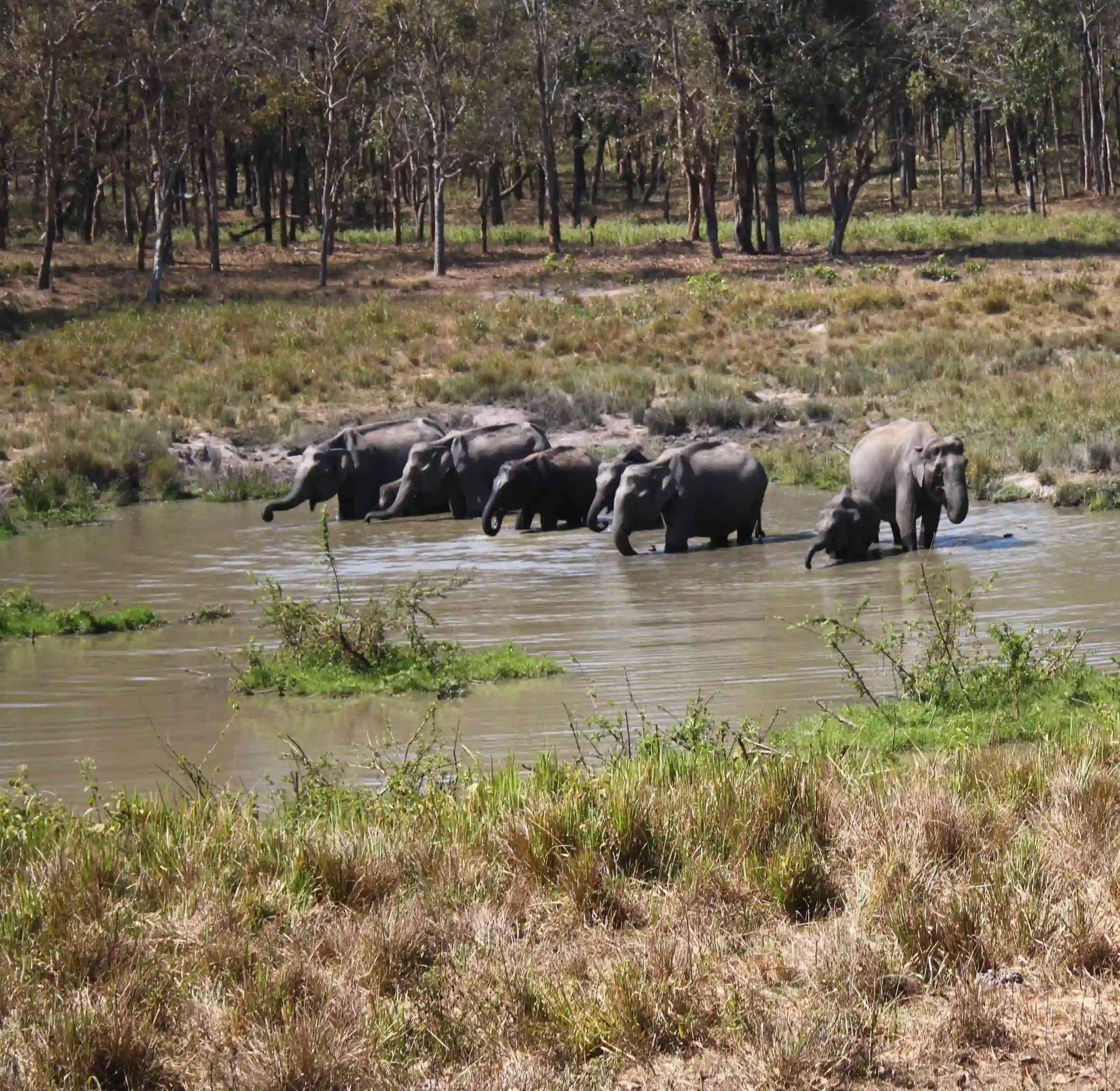 Wayanad Wildlife Sanctuary | Official Website of Wayanad Wildlife ...