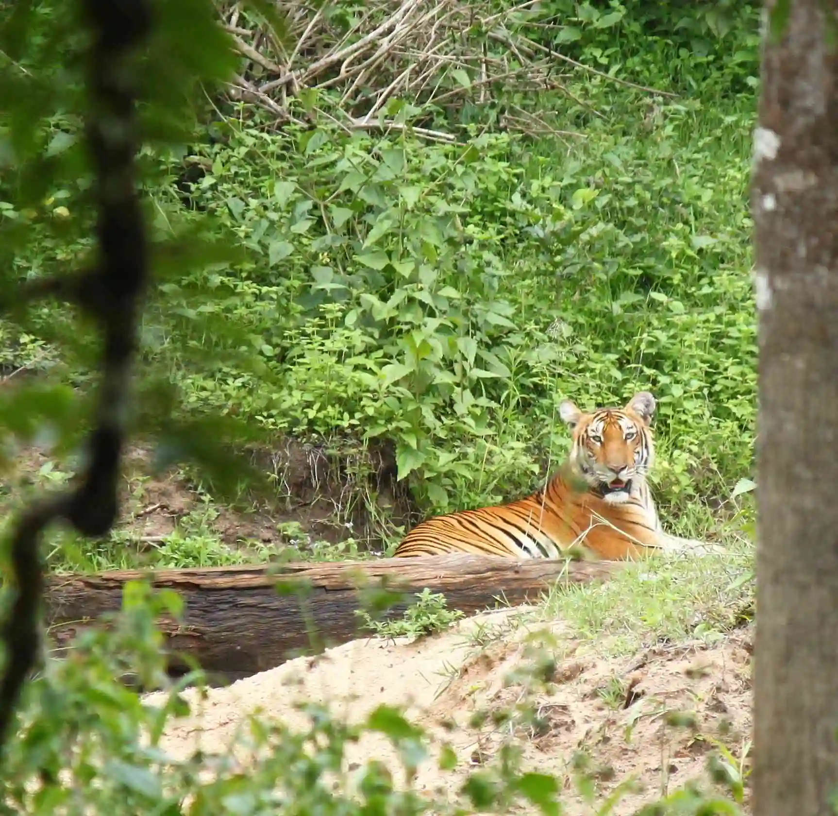 Wayanad Wildlife Sanctuary | Official Website of Wayanad Wildlife ...