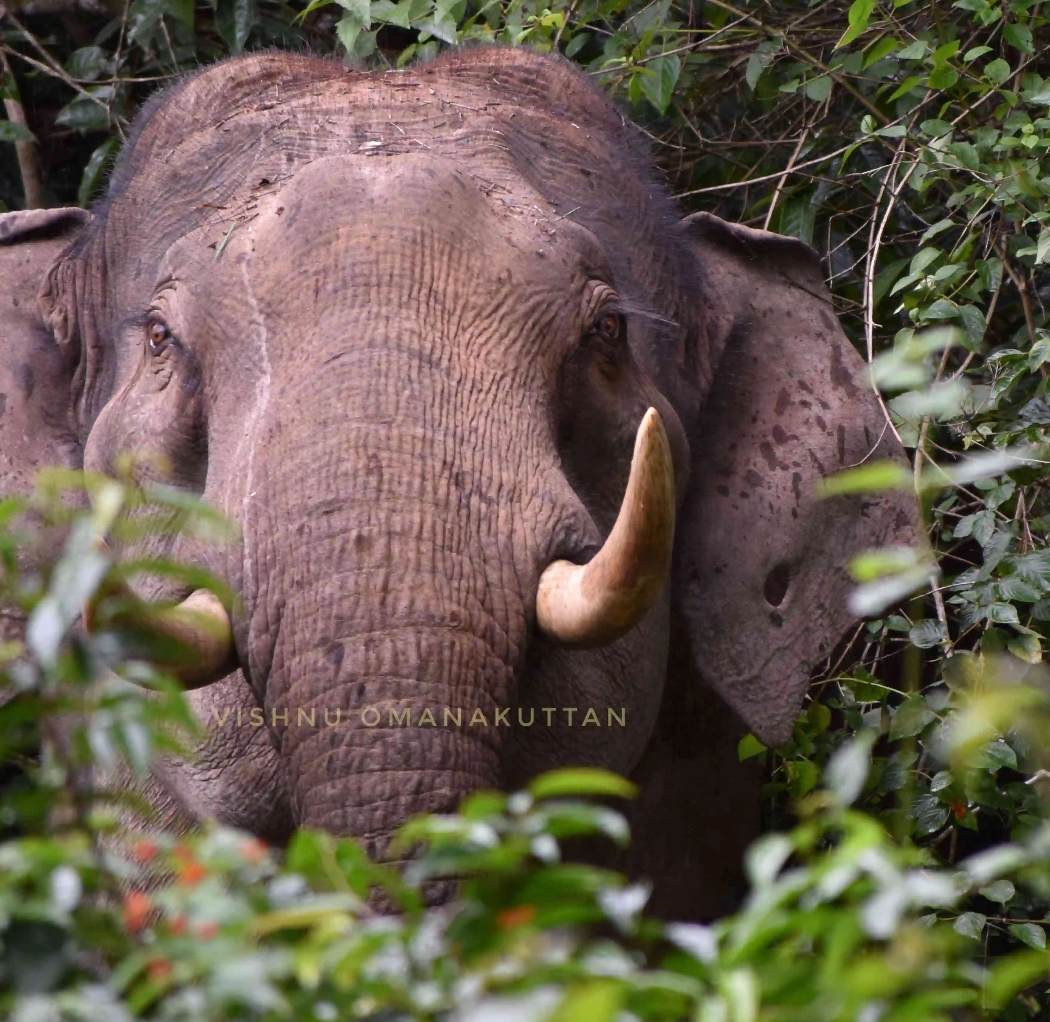 Wayanad Wildlife Sanctuary | Official Website of Wayanad Wildlife ...