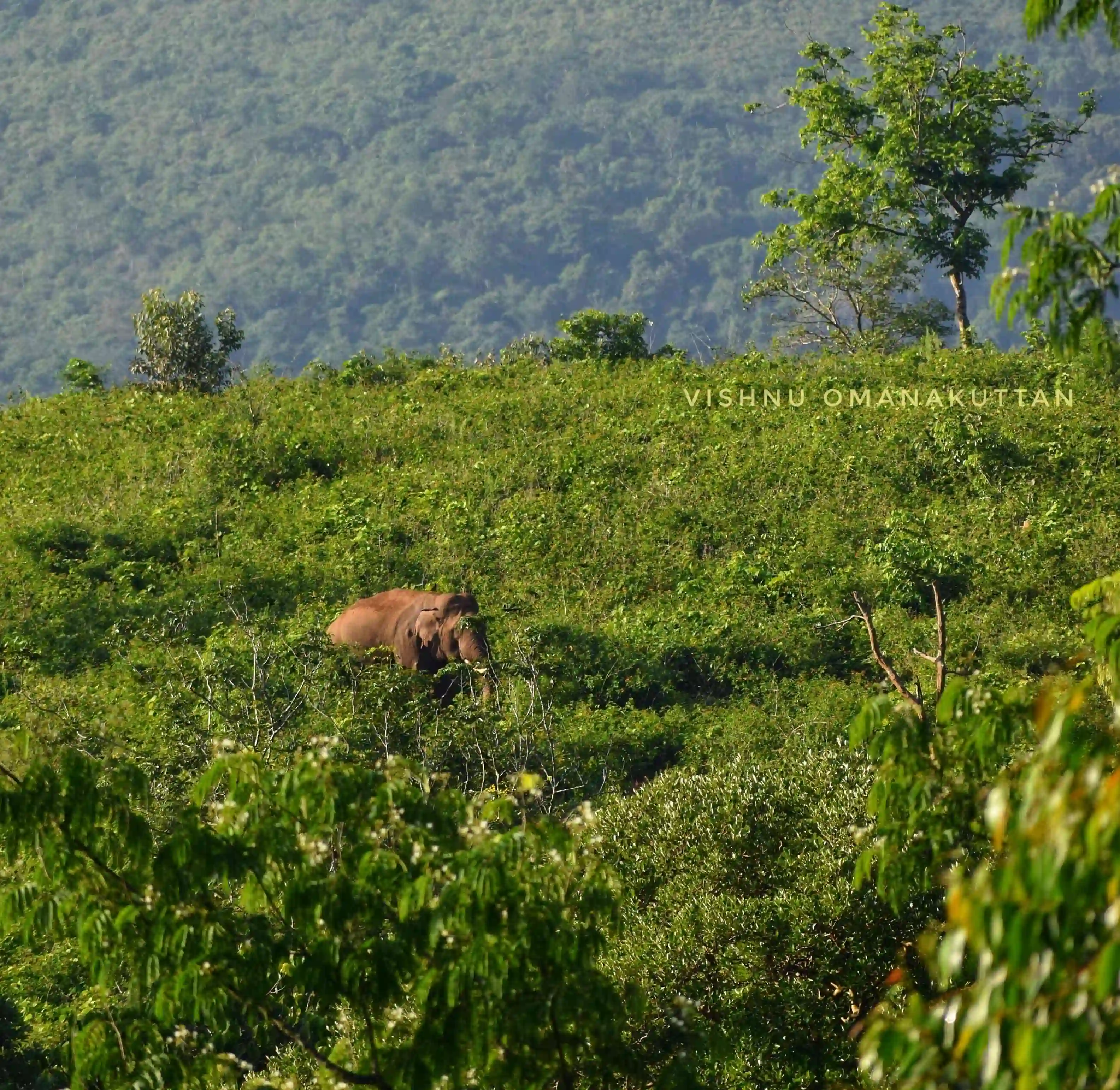 Wayanad Wildlife Sanctuary | Official Website of Wayanad Wildlife ...