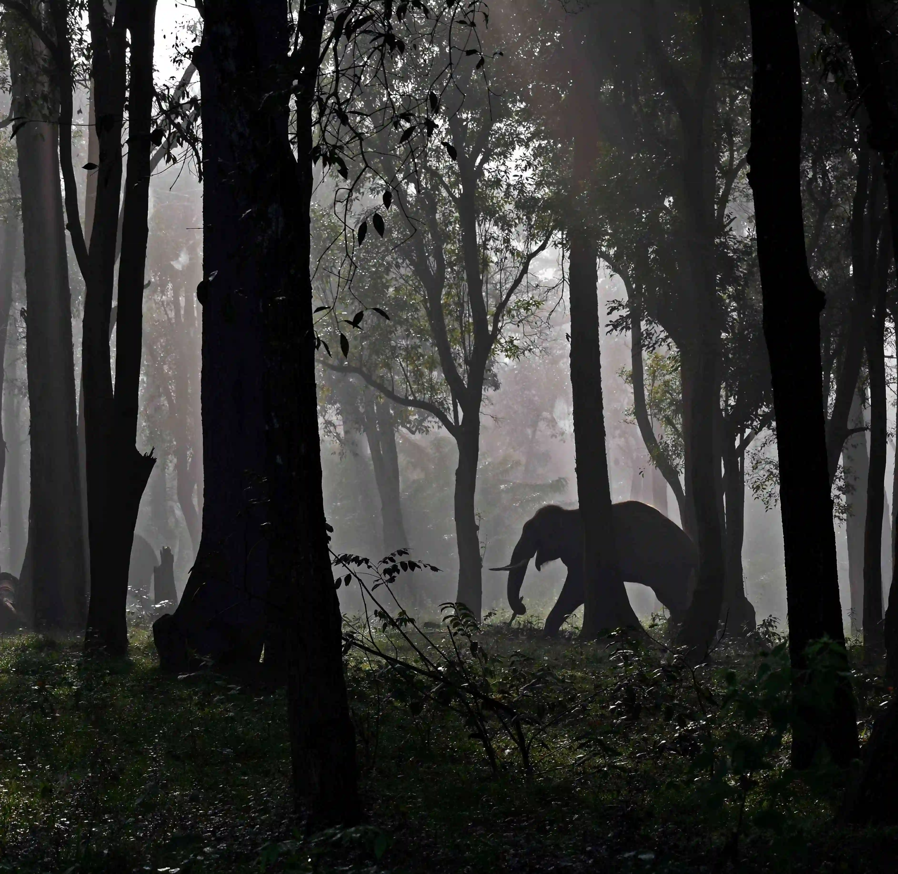 Wayanad Wildlife Sanctuary | Official Website of Wayanad Wildlife ...