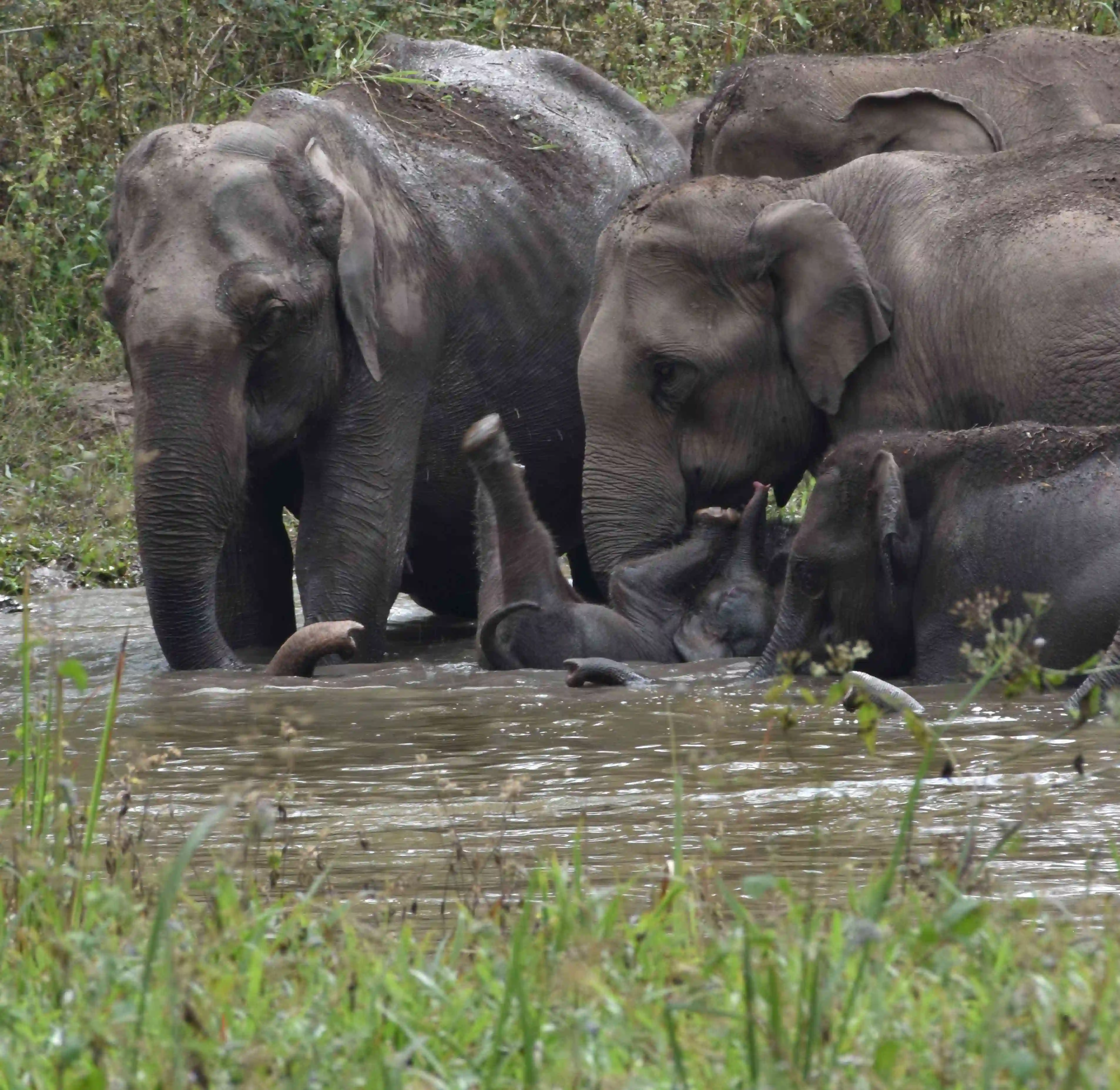 Wayanad Wildlife Sanctuary | Official Website of Wayanad Wildlife ...