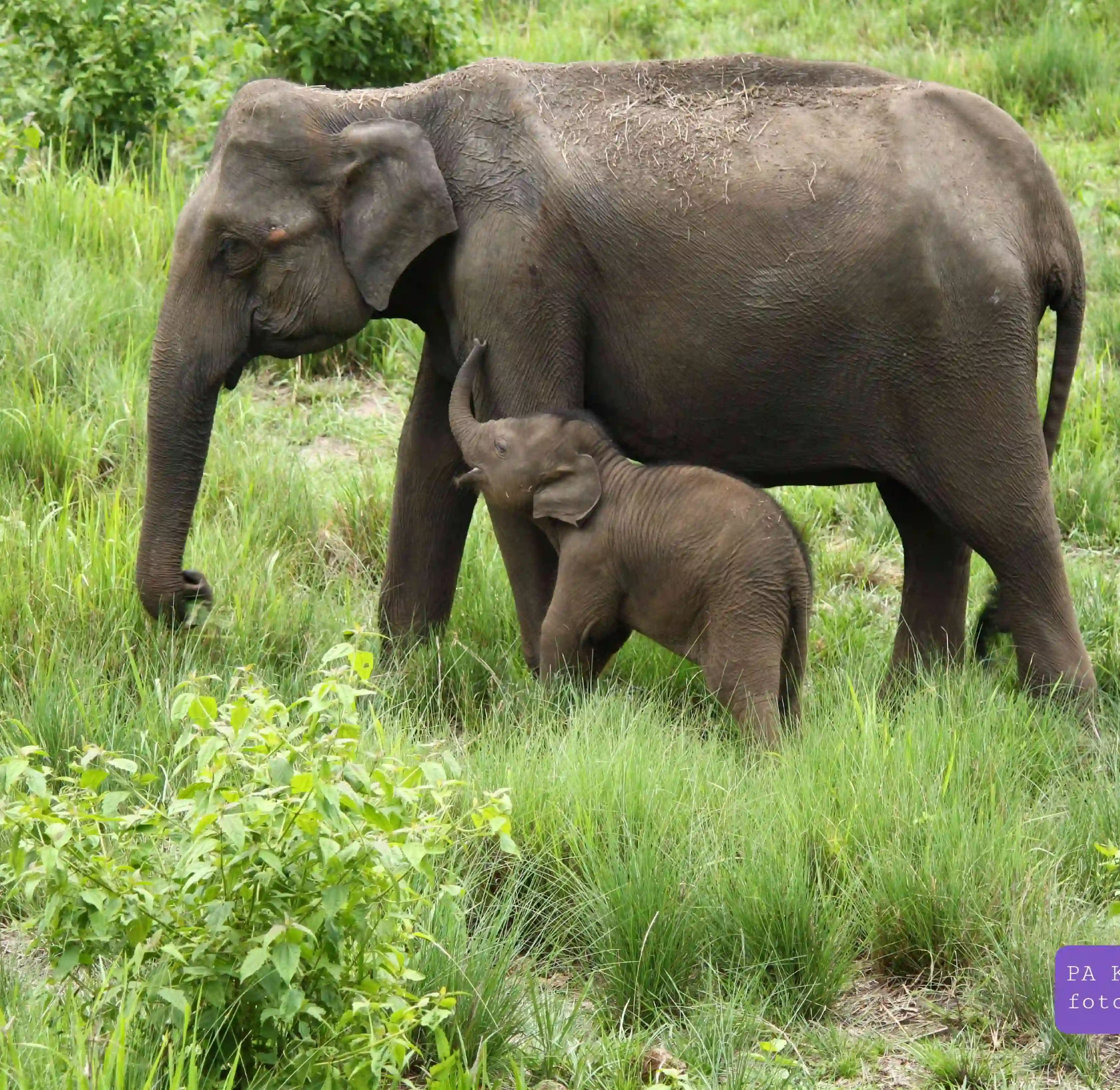 Wayanad Wildlife Sanctuary | Official Website of Wayanad Wildlife ...