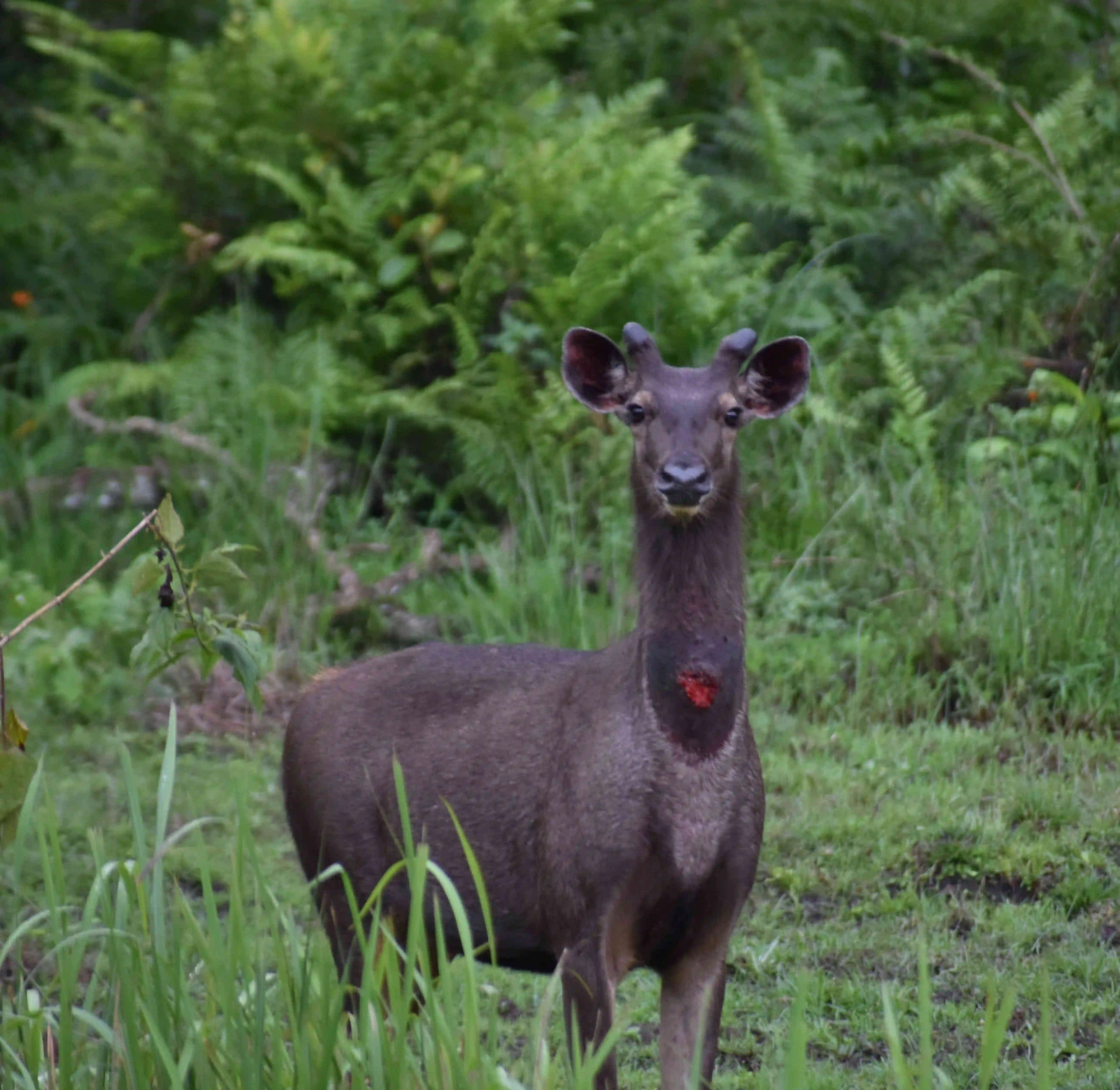 Wayanad Wildlife Sanctuary | Official Website of Wayanad Wildlife ...
