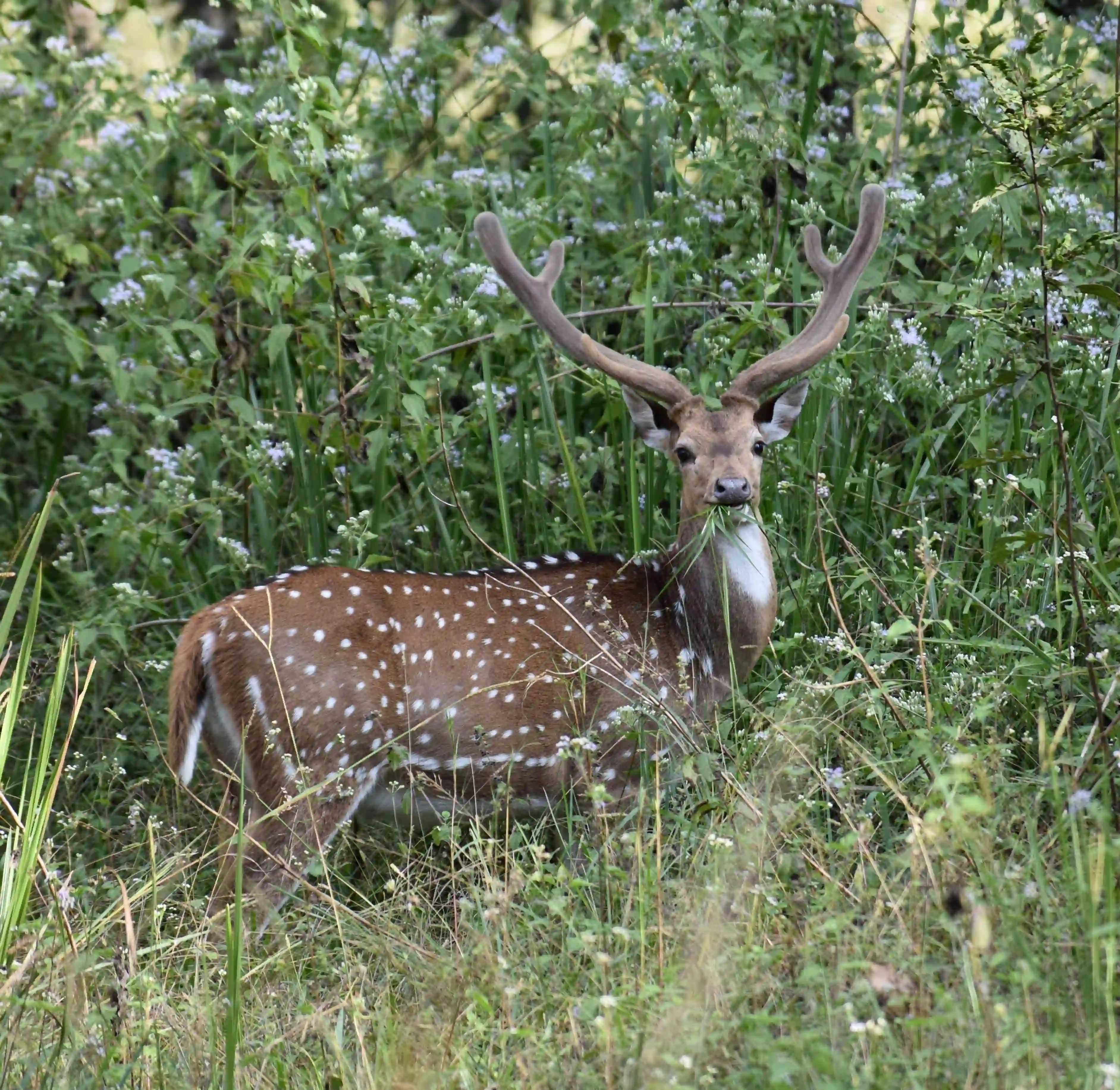 Wayanad Wildlife Sanctuary | Official Website of Wayanad Wildlife ...
