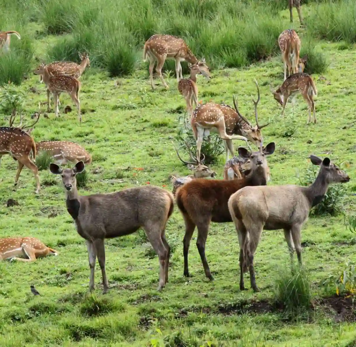 Wayanad Wildlife Sanctuary | Official Website of Wayanad Wildlife ...