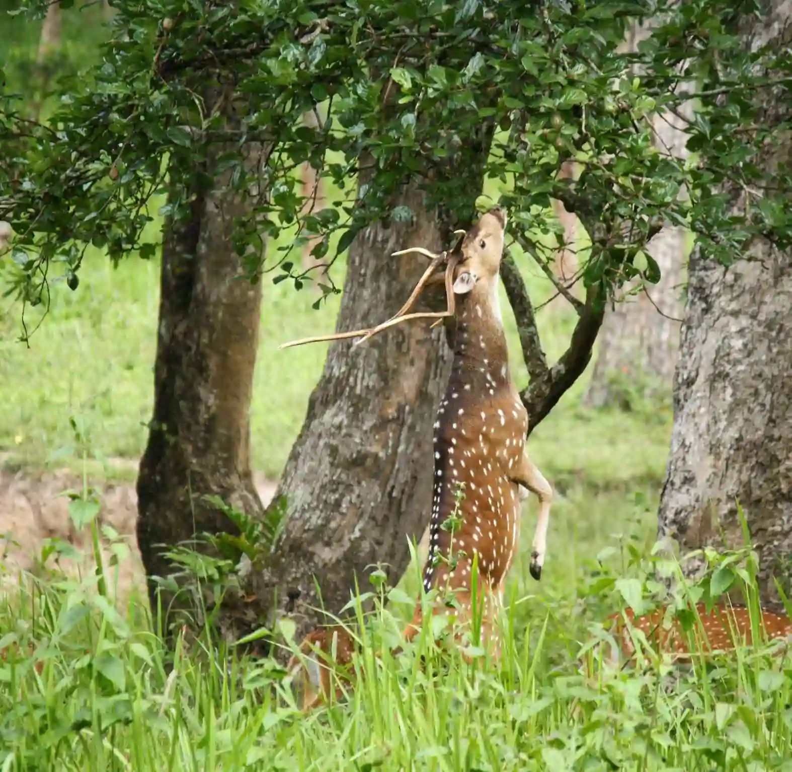 Wayanad Wildlife Sanctuary | Official Website of Wayanad Wildlife ...