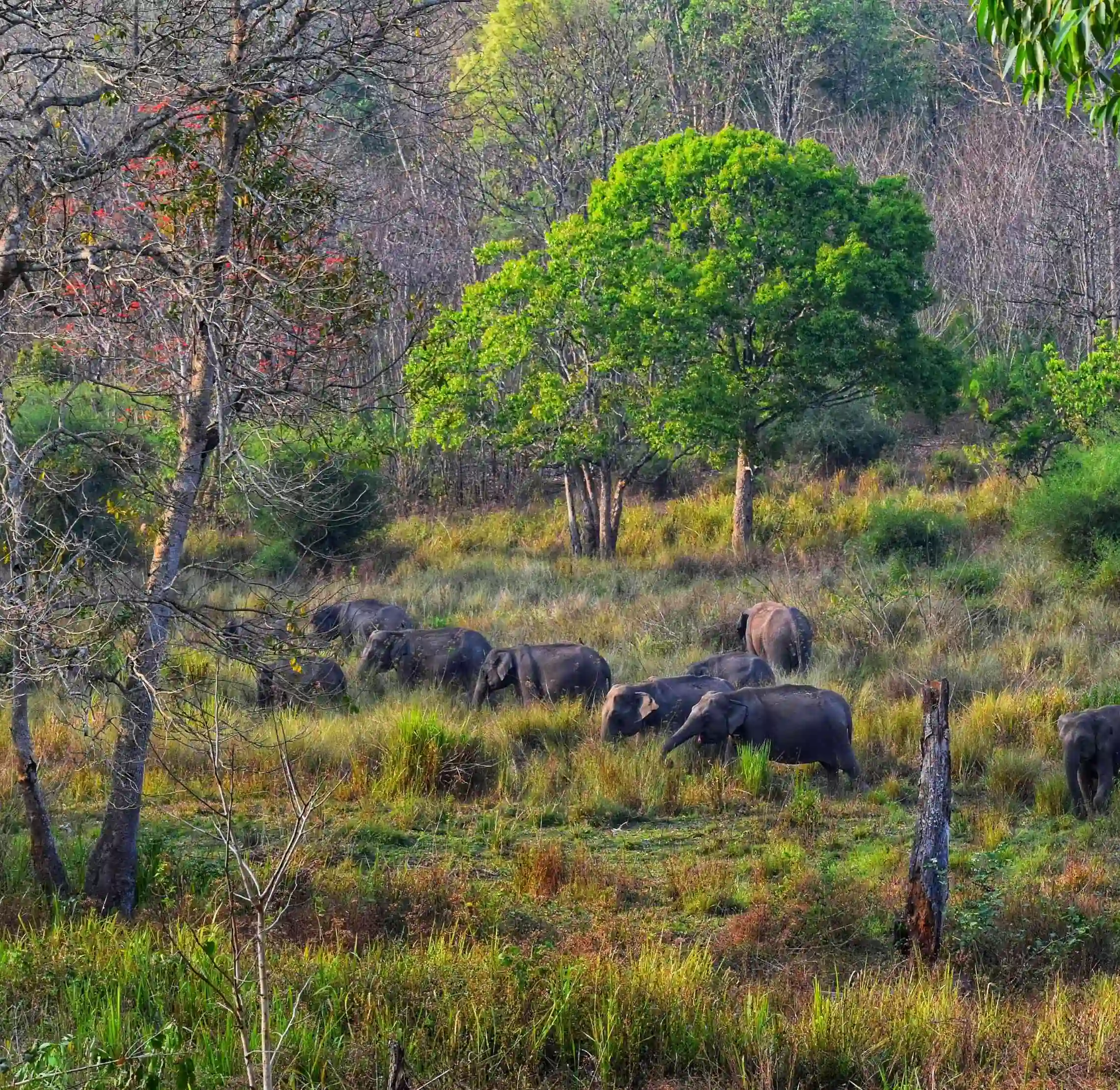 Wayanad Wildlife Sanctuary | Official Website of Wayanad Wildlife ...