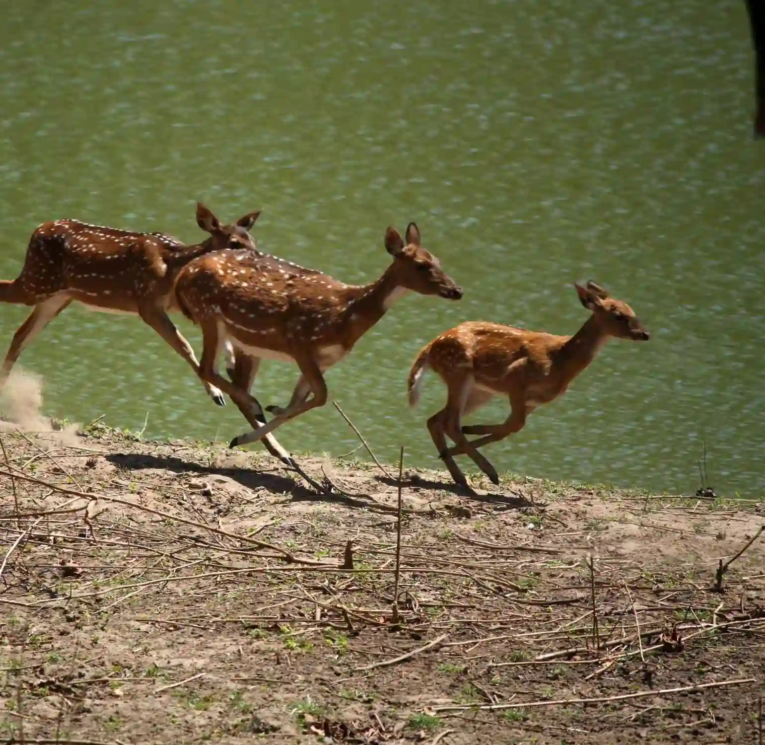 Wayanad Wildlife Sanctuary | Official Website of Wayanad Wildlife ...
