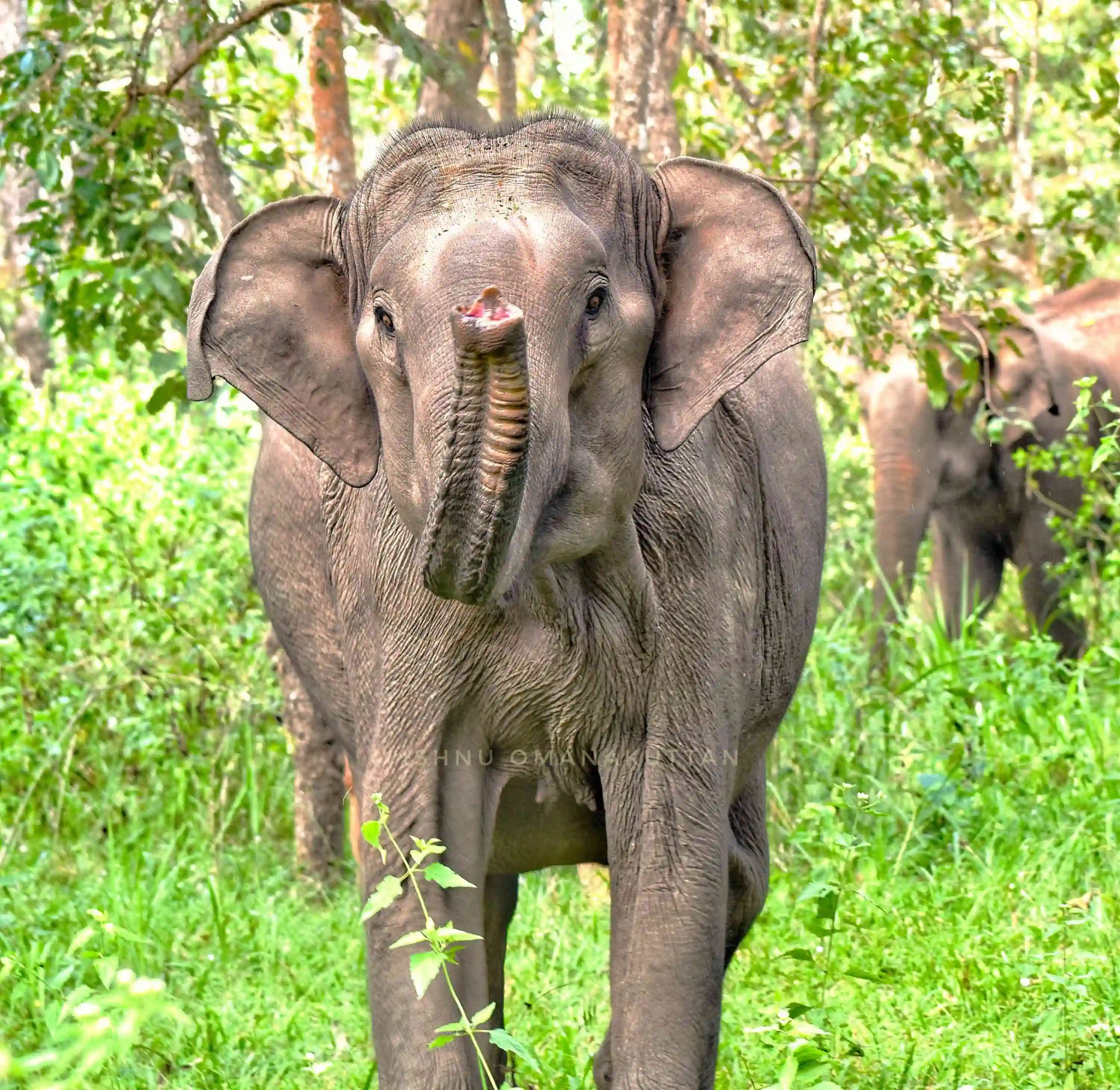 Wayanad Wildlife Sanctuary | Official Website of Wayanad Wildlife ...