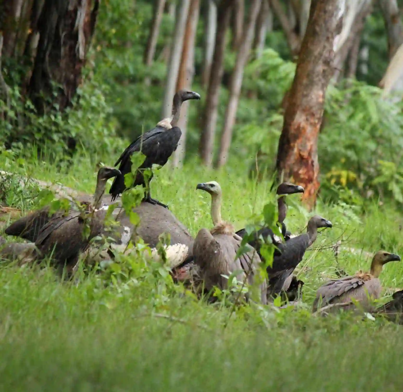 Wayanad Wildlife Sanctuary | Official Website of Wayanad Wildlife ...