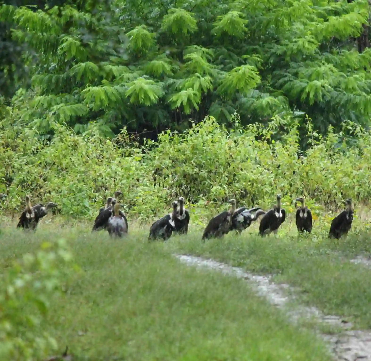 Wayanad Wildlife Sanctuary | Official Website of Wayanad Wildlife ...