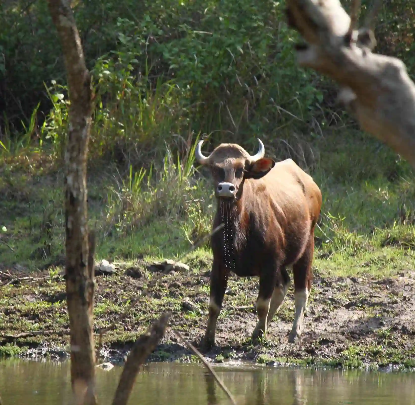 Wayanad Wildlife Sanctuary | Official Website of Wayanad Wildlife ...